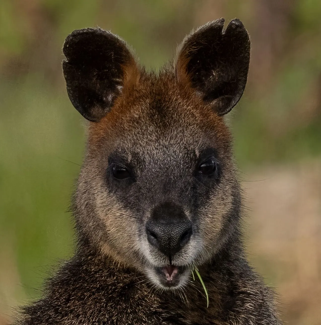 Animals in Katherine Gorge